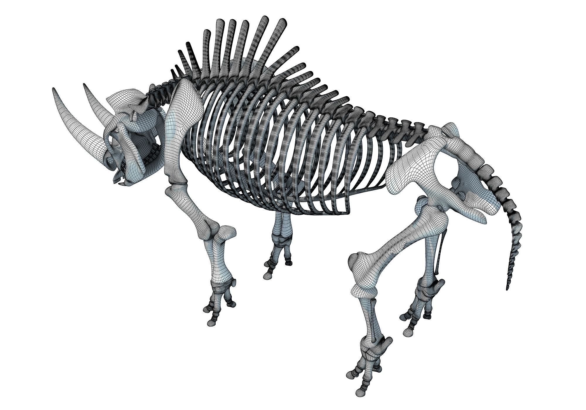 Rhino Skeleton 3D model | CGTrader