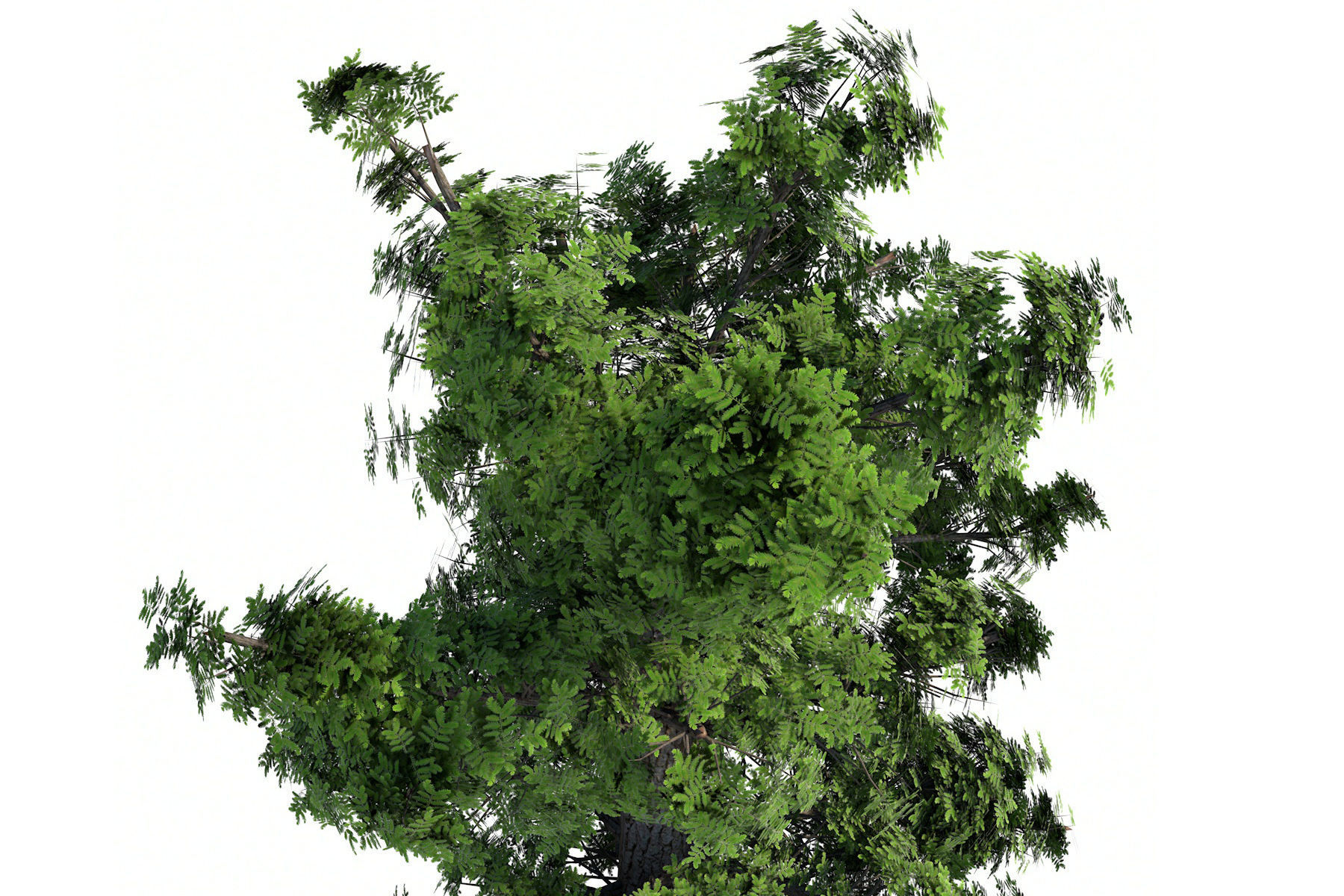 3D model Giant Redwood Tree VR / AR / low-poly | CGTrader