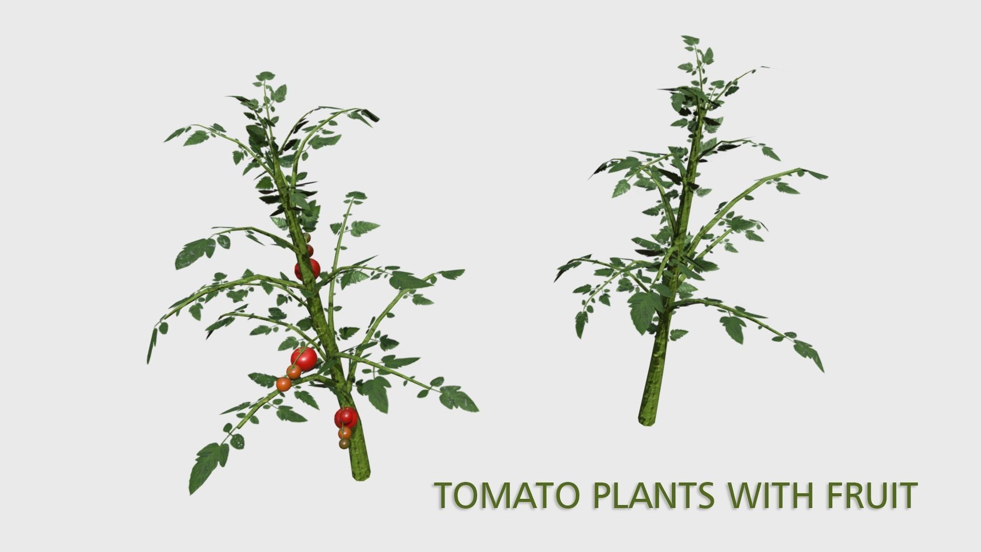 3D model Tomato Plants With Fruit VR / AR / low-poly | CGTrader